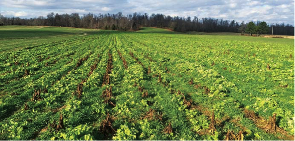 Cover Crops from the Corn Belt and Beyond