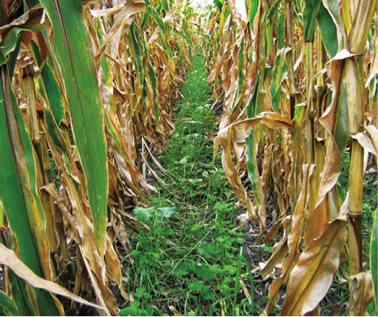 Cover Crops from the Corn Belt and Beyond