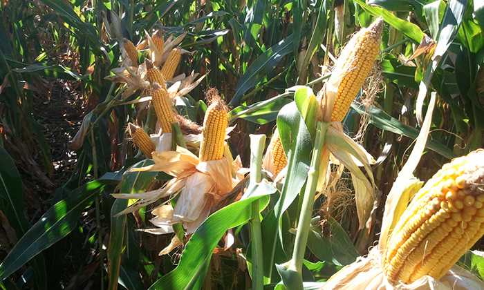 No-Tillers Lead National Corn Yield Contest