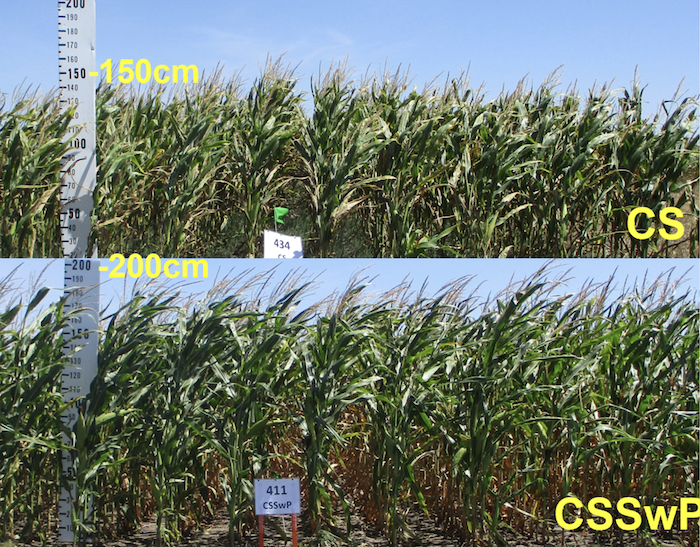 Long-Term Research Reveals Advantages of Diverse Crop Rotations