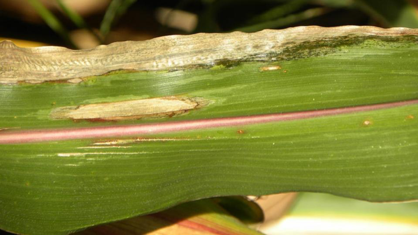 Differentiating Corn Leaf Diseases | No-Till Farmer