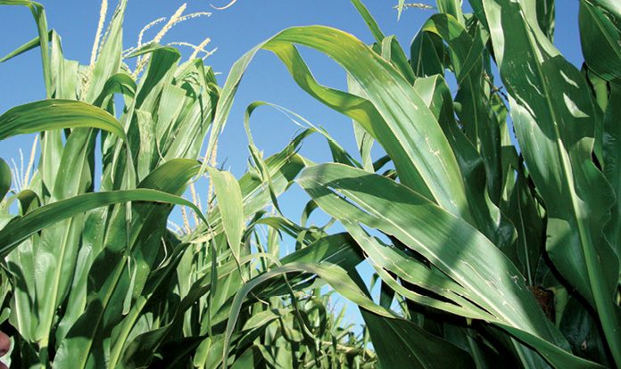 Water-Sipping Corn Hybrids Ready To Make A Splash