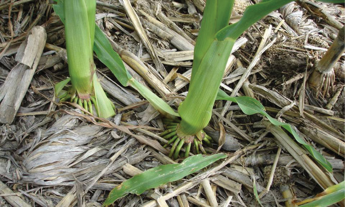 Tips For Harvesting Downed Corn, And Dealing With The Aftermath | 2013 ...