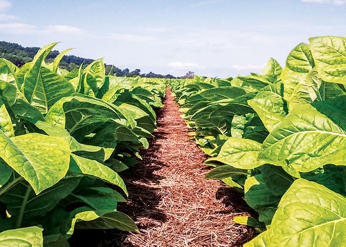 Tobacco Crops