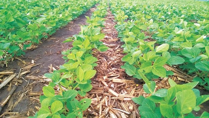 Improving Yields with Test Plots, Twin-Row Corn