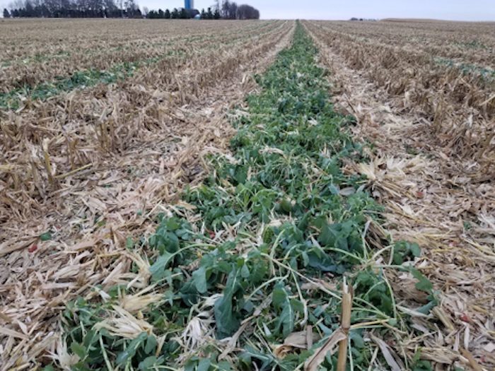 Improving Profitability by Interseeding Wide-Row Corn with Cover Crops