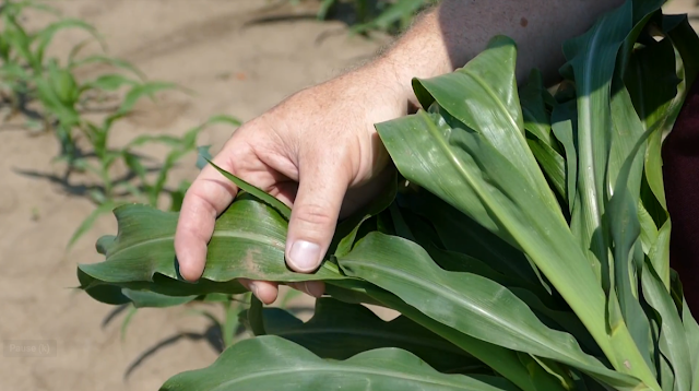 Tissue Sampling Tips for Corn, Soybean, Sugarbeet and Wheat