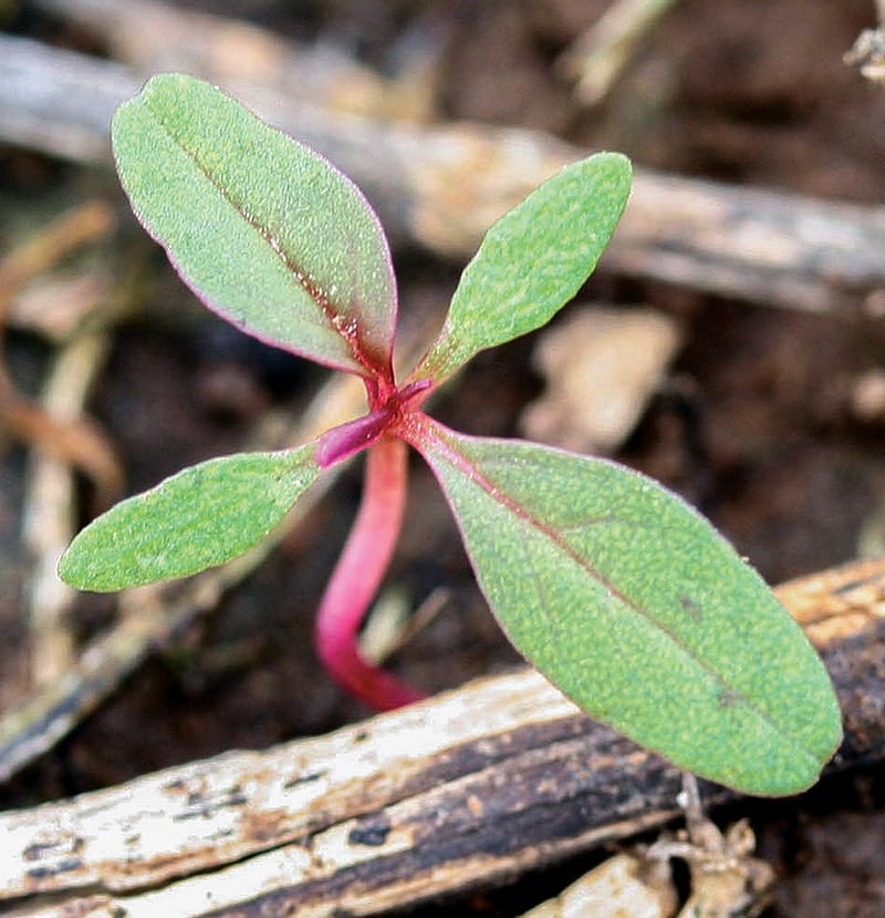 Waterhemp Waterhemp Continues Foiling Chemical Control