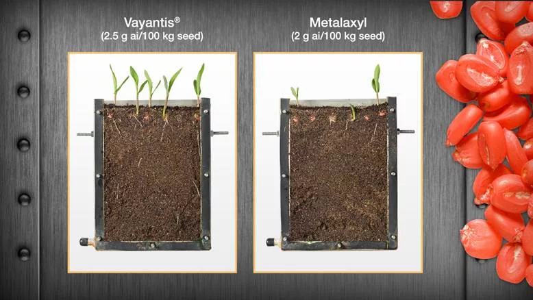 EPA Approves New MOA to Protect Corn from Pythium