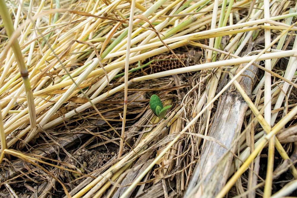 Tri-State Fertilizer ‘Bible’ Gets First Tweaks in Quarter Century