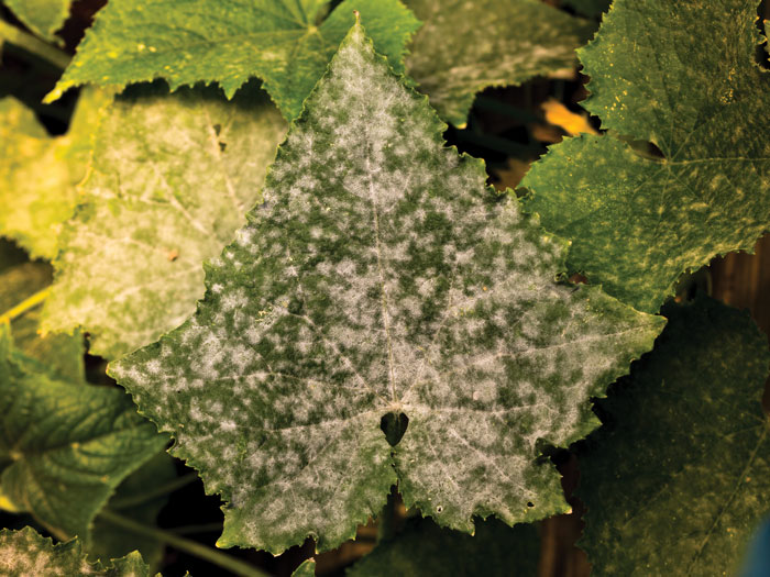 Reducing Fertilizer, Boosting Yields with Sap Analysis