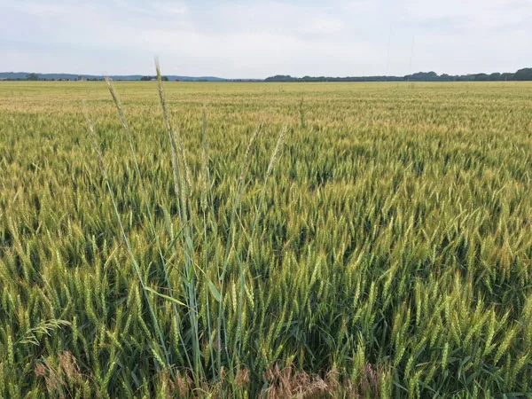 How to Control Cereal Rye in Wheat Fields