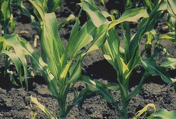 Zinc Deficiency In Plants