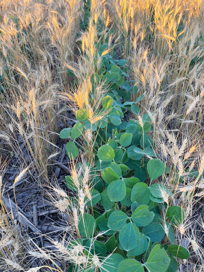 Cover Crops, Relay Crops & Carbon Boosting Practices Help Fight Weeds ...