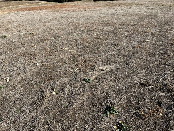 Know Your Options for Damaged or Dead Brome Hayfields