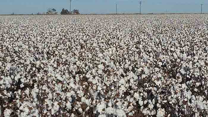 Utilizing Heat Units in Oklahoma Cotton Production