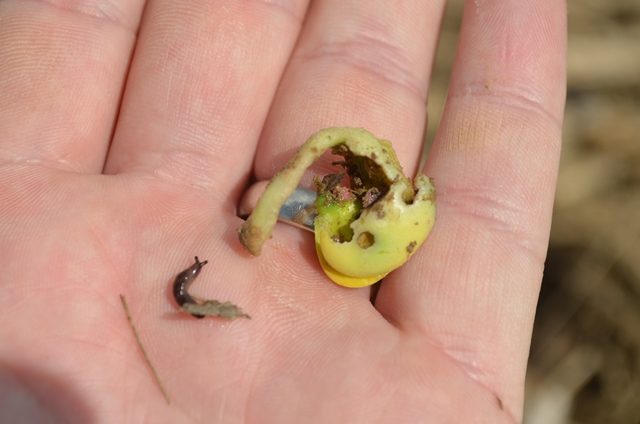 Slug Injury on Soybeans